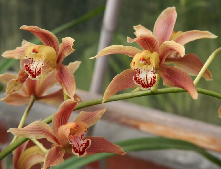 Orquidea Cymbidium Bicolor